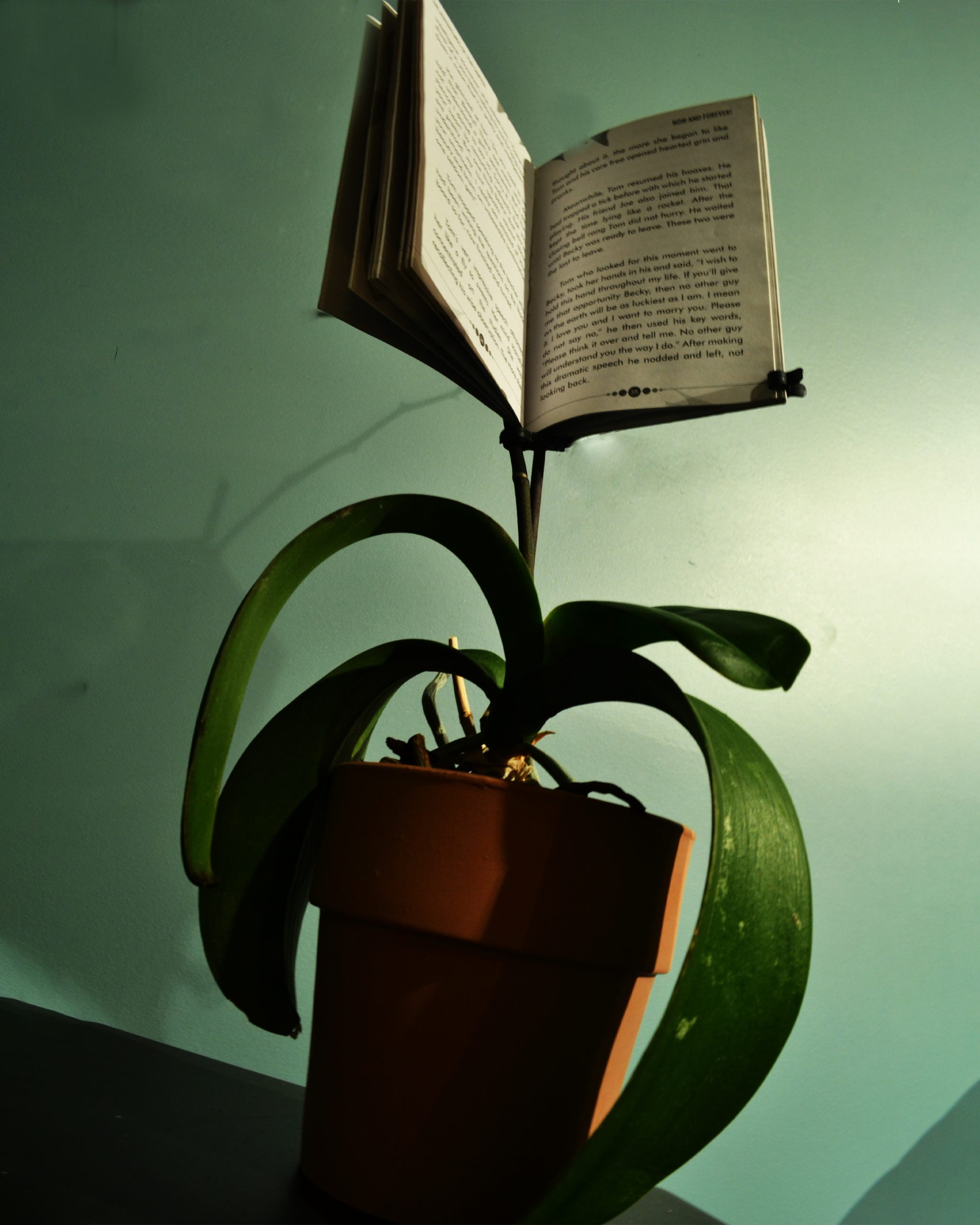 Hari (2) | ALC Brébeuf